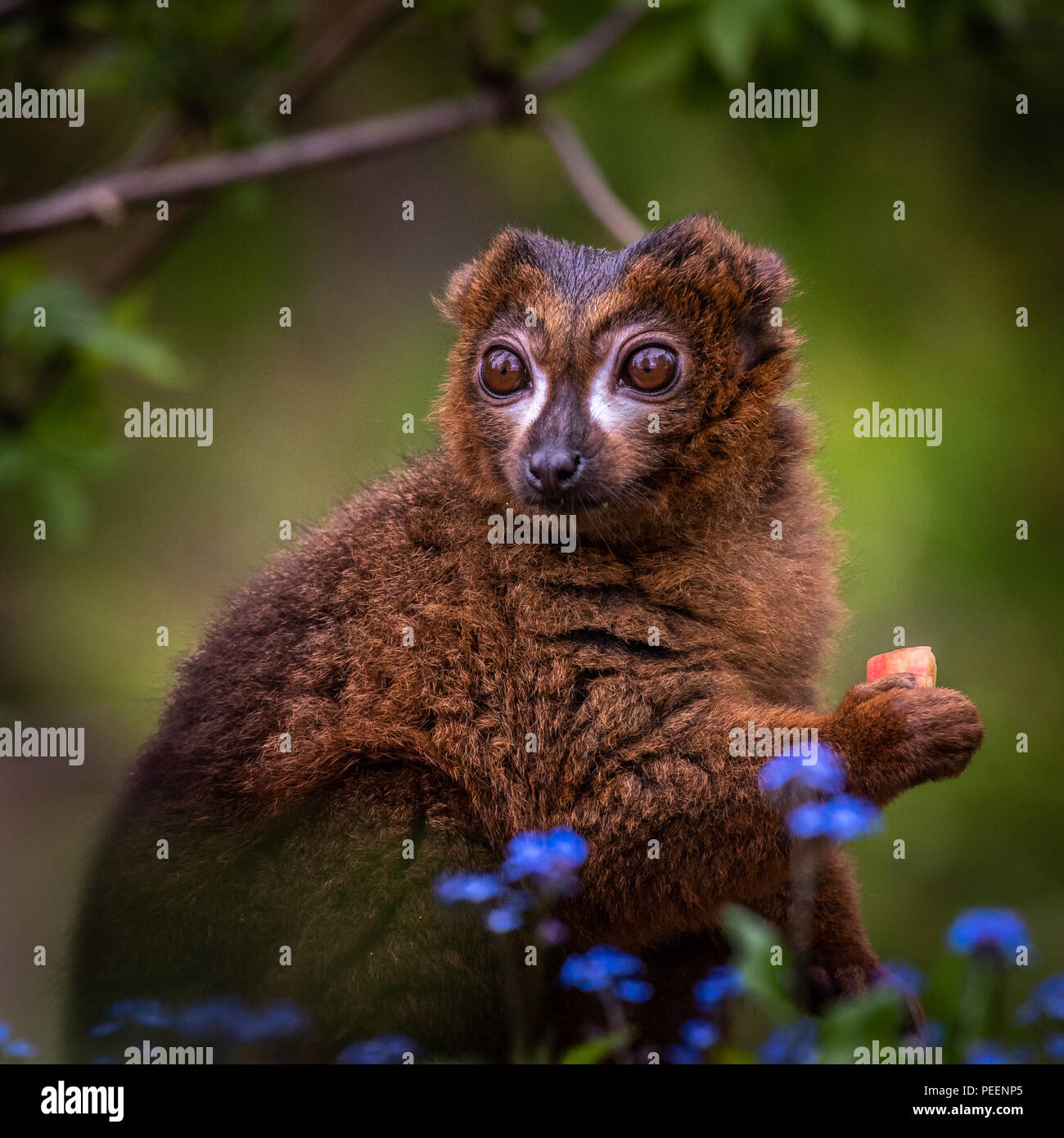 Rubriventer hi-res stock photography and images - Alamy
