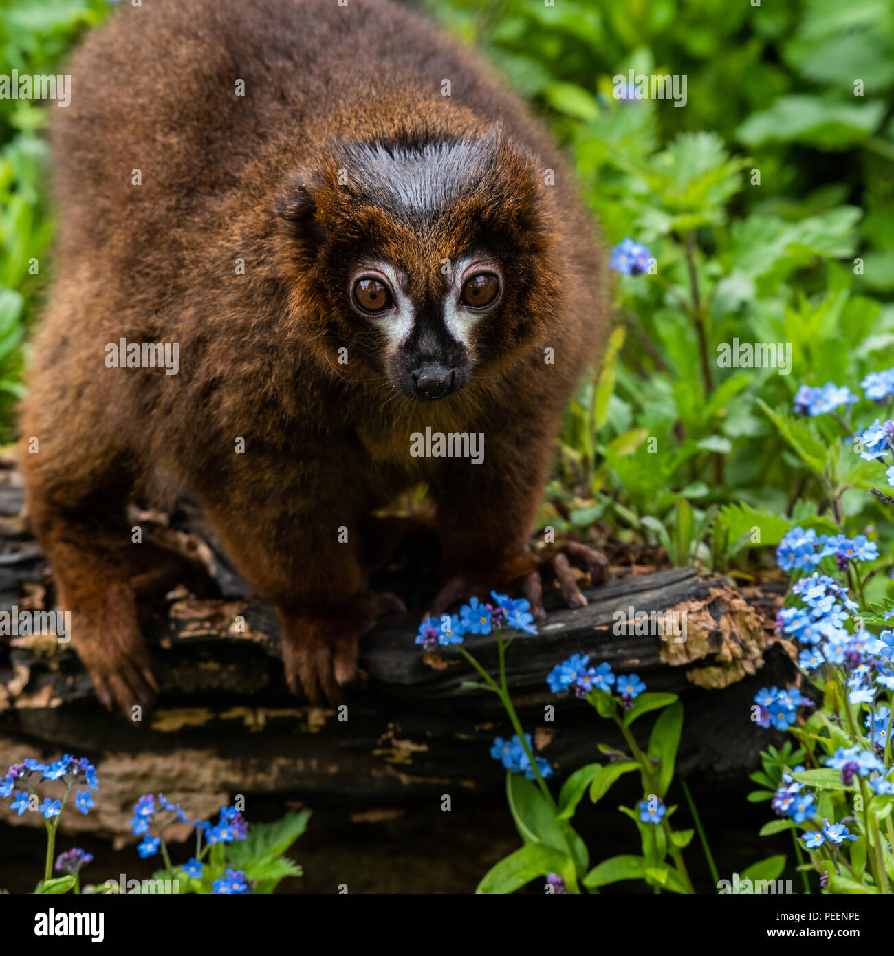 Male red bellied lemur hi-res stock photography and images - Alamy