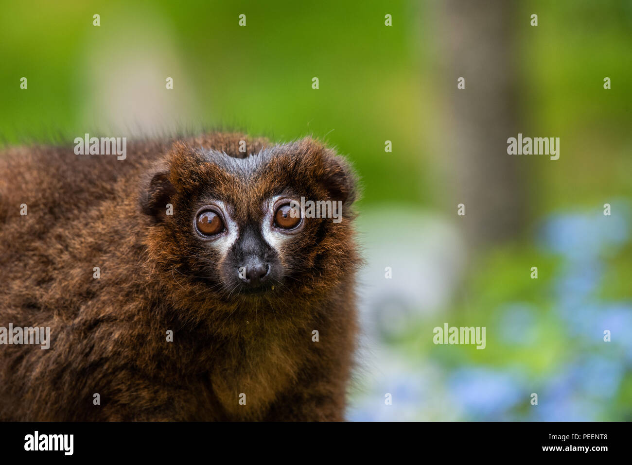Red-bellied lemurs males (Eulemur rubriventer Stock Photo - Alamy