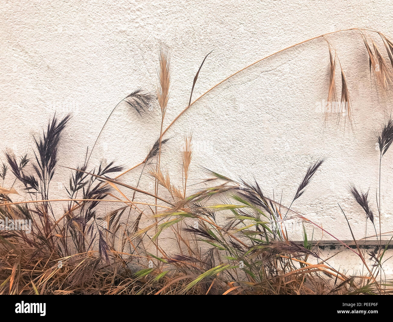 Grass and Weeds in Warm Colors Growing Along an Exterior Off White Wall ...