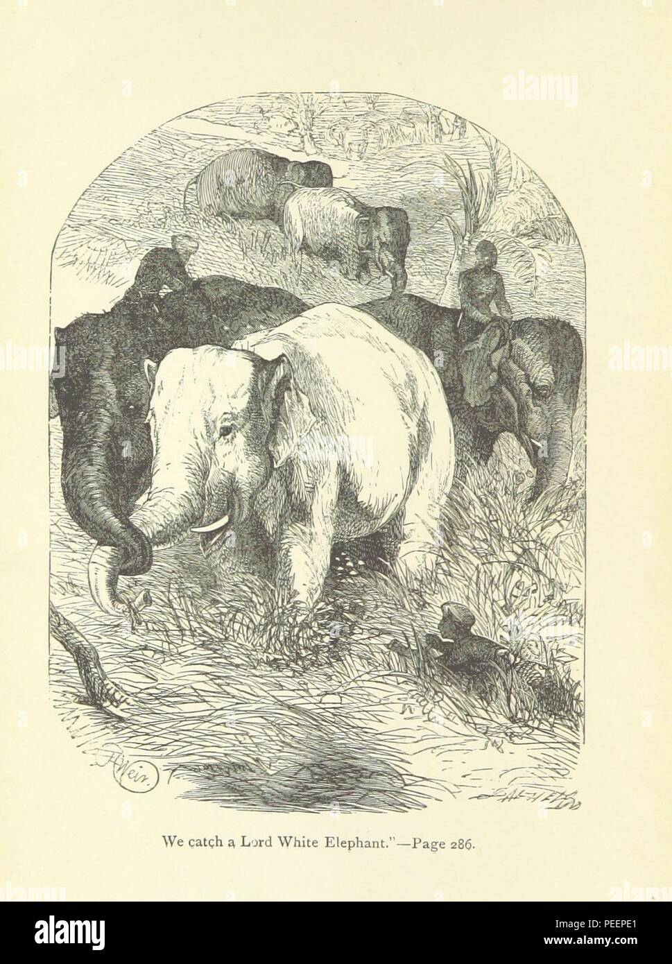 Image taken from page 6 of '[The White Elephant; or, the Hunters of Ava ...