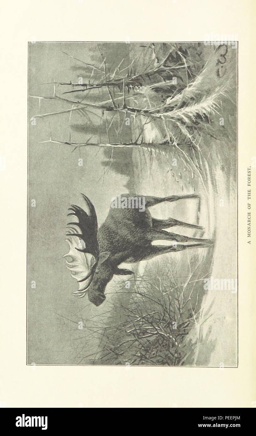 Image taken from page 8 of 'Through the Subarctic Forest. A record of a ...