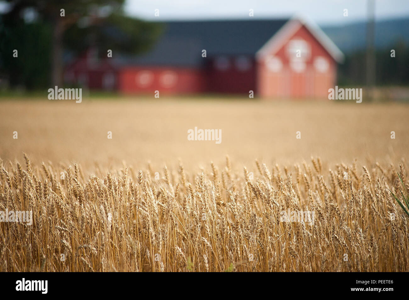Grain field field and barn summer grain hi-res stock photography and ...