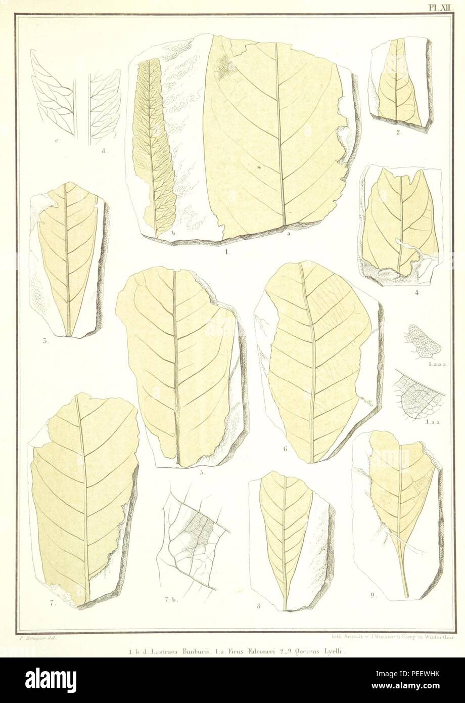 Bovey tracey history hi-res stock photography and images - Alamy