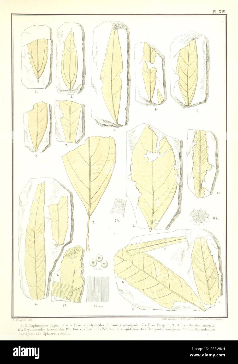 Bovey tracey history hi-res stock photography and images - Alamy