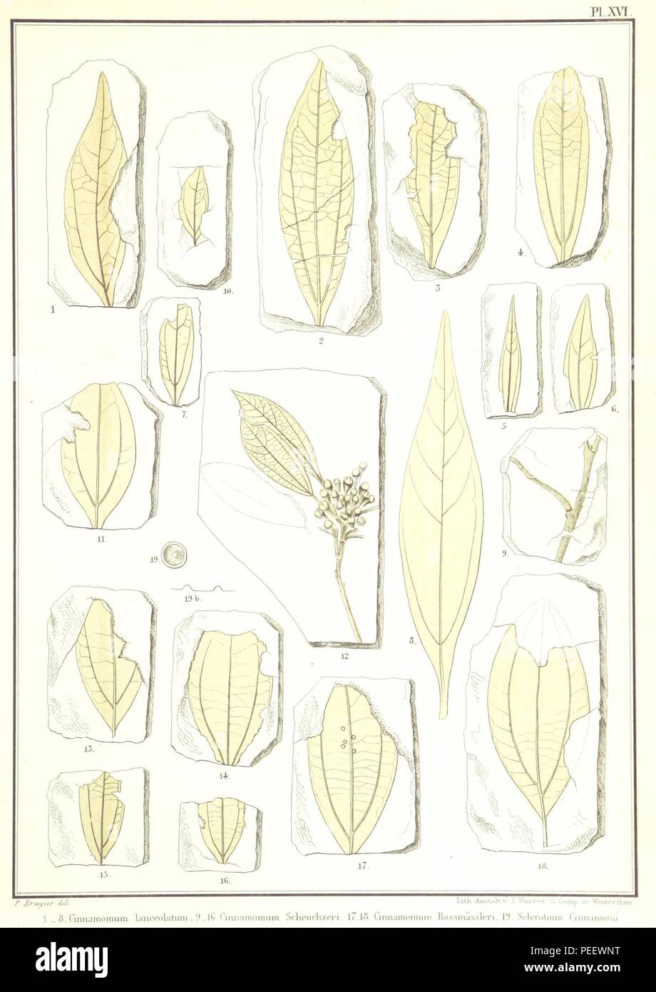 Bovey tracey history hi-res stock photography and images - Alamy