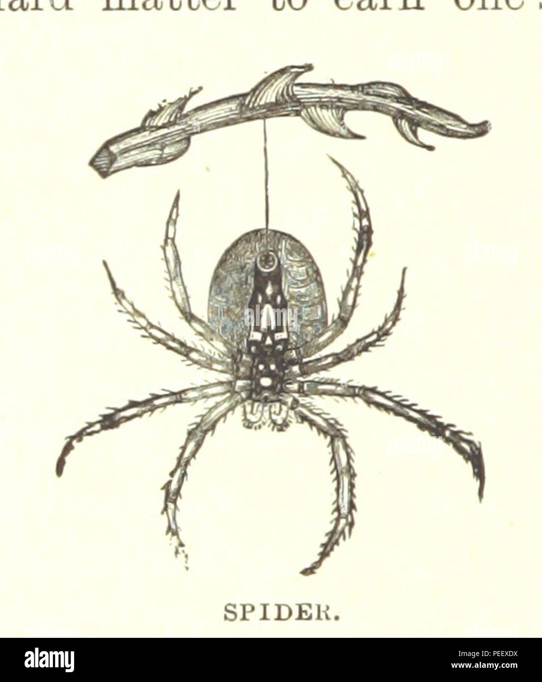 Image taken from page 172 of 'A Narrow, Narrow World' Stock Photo - Alamy