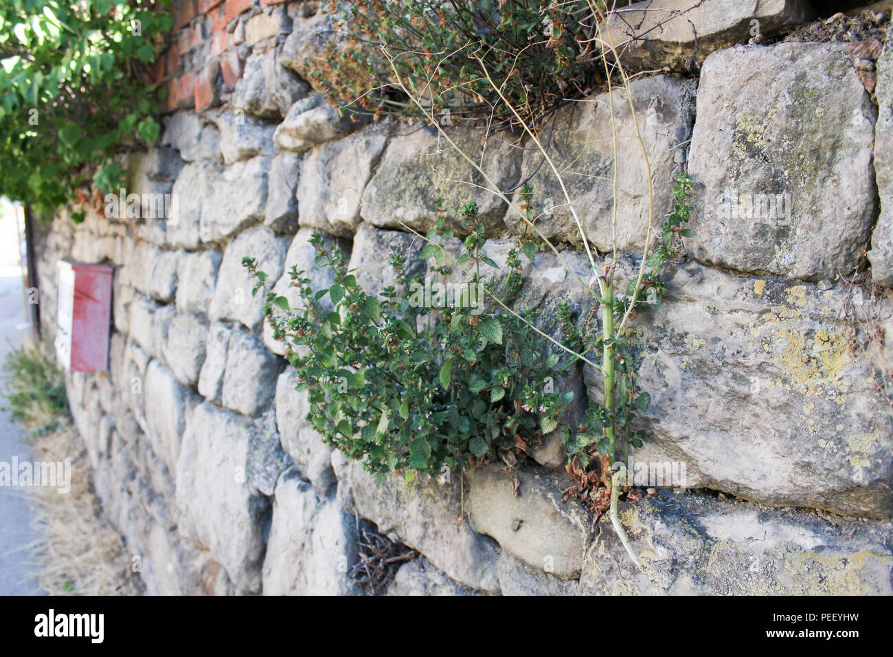 Stone wall overgrown hi-res stock photography and images - Alamy