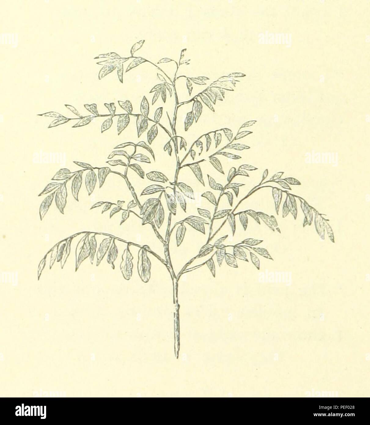 Image taken from page 196 of '[Lays of Ind ... Third edition.]' Stock ...