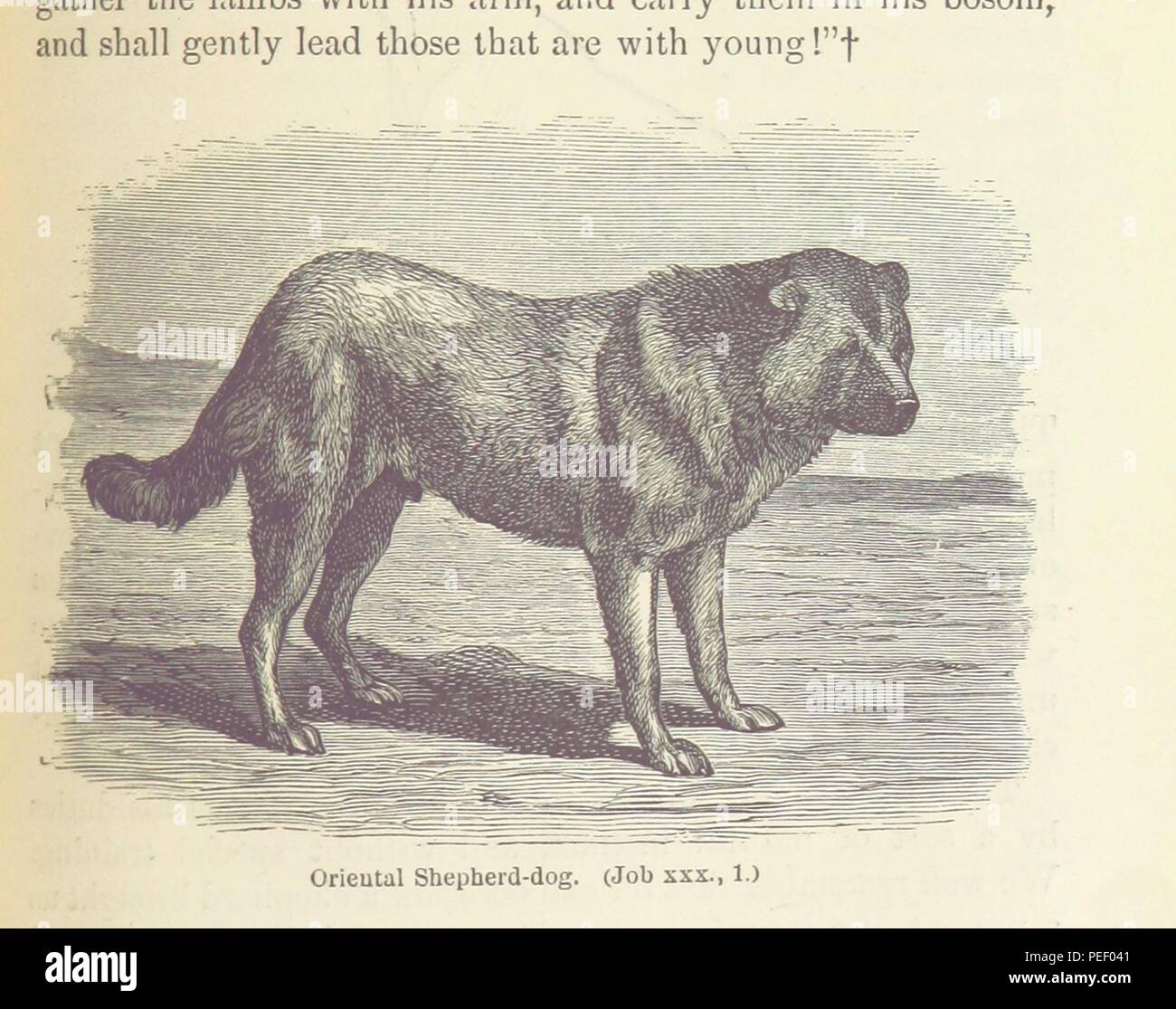 Image taken from page 199 of 'Bible Lands, their modern customs and ...