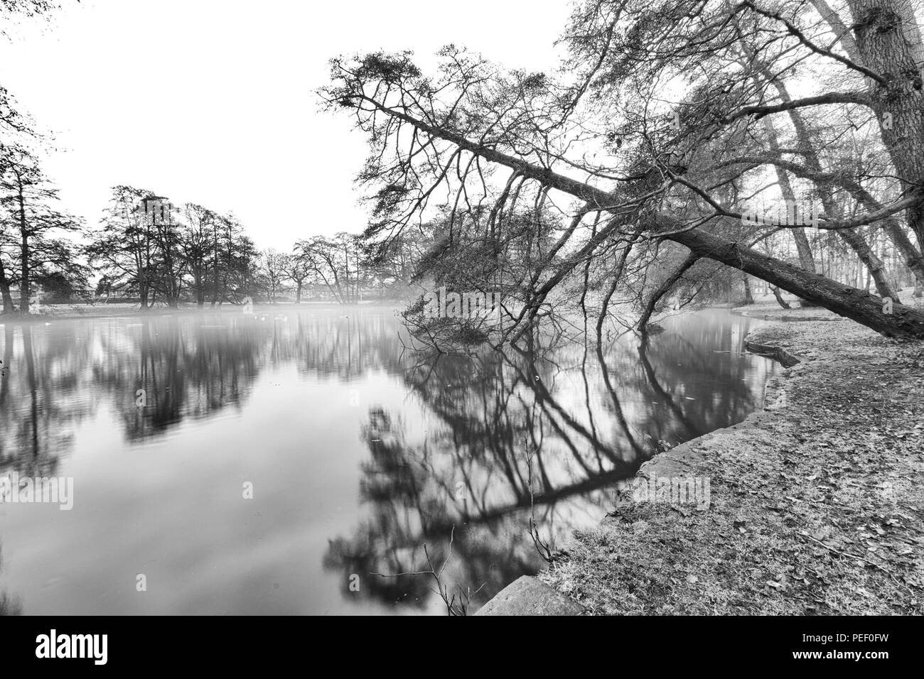 Tree overhanging lake Stock Photo - Alamy