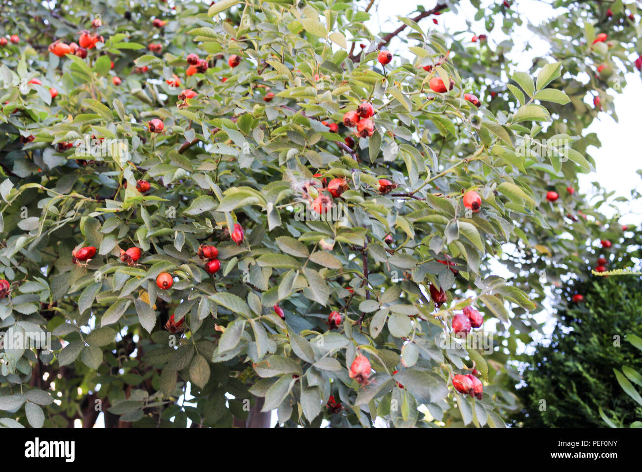 Germany Stuttgart city jungle on the hills and mountains Lush Tropical ...
