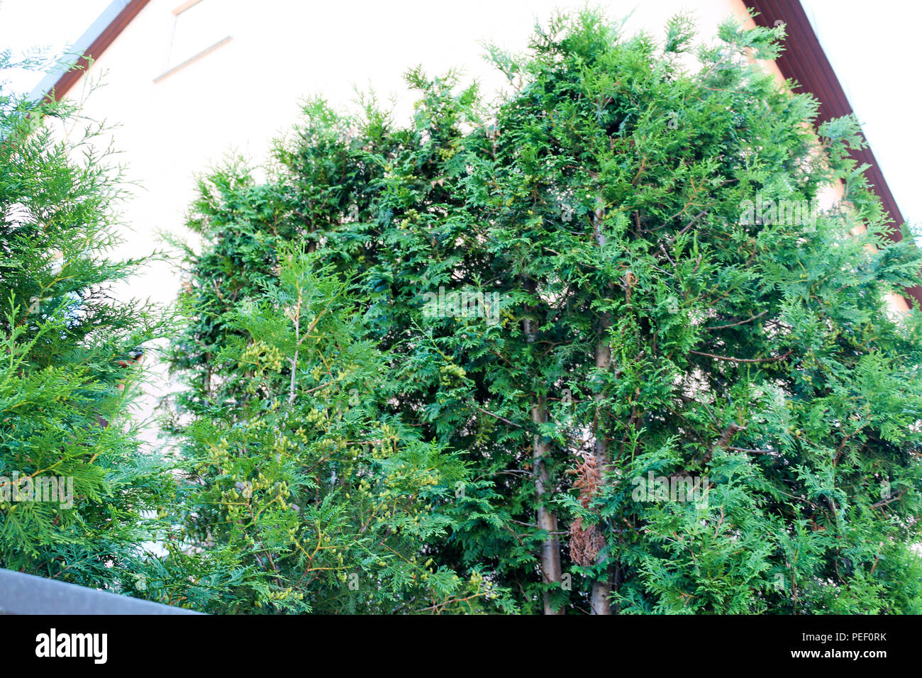 Germany Stuttgart city jungle on the hills and mountains Lush Tropical ...