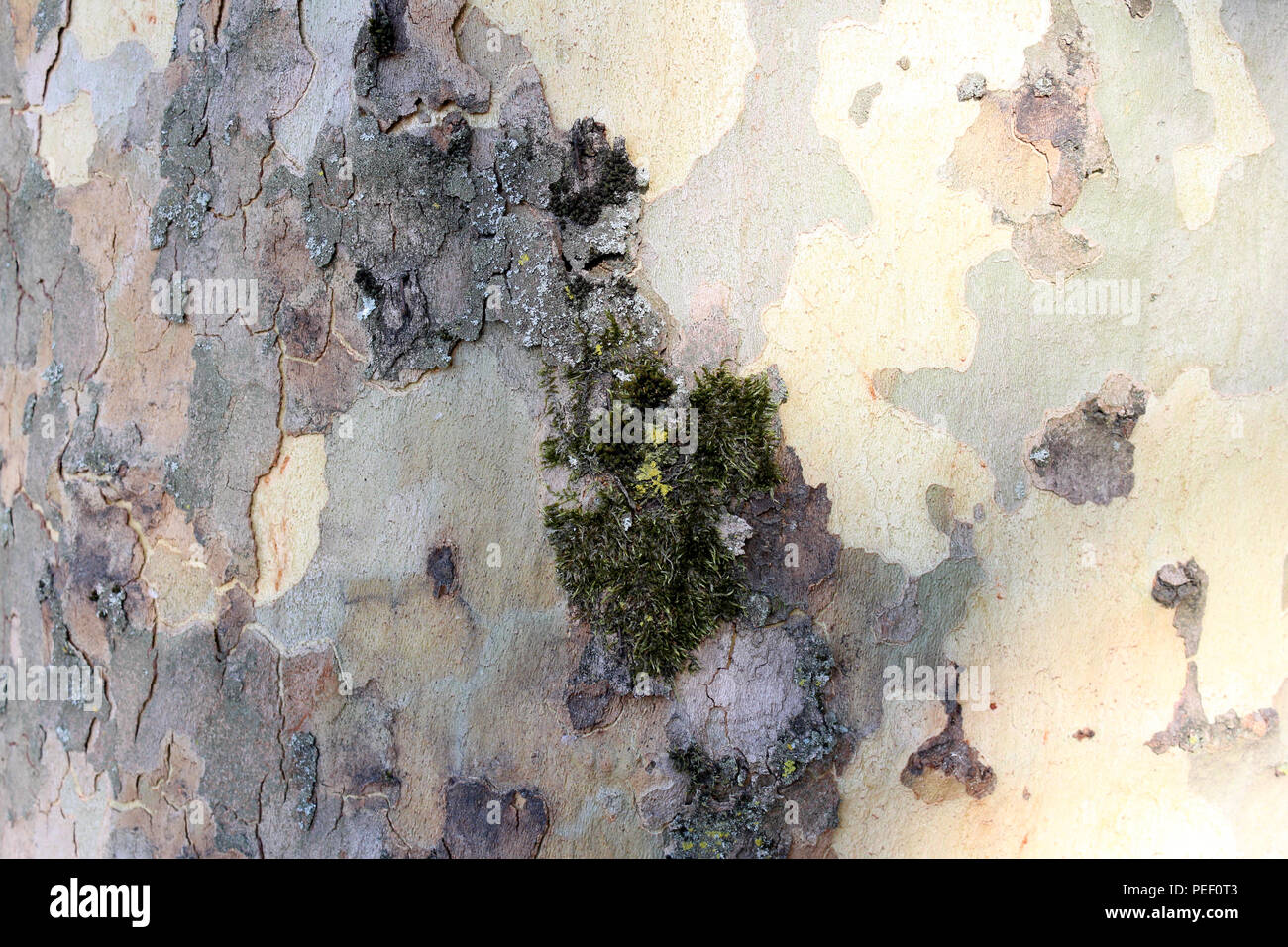 Textured tree bark vibrant hi-res stock photography and images - Alamy
