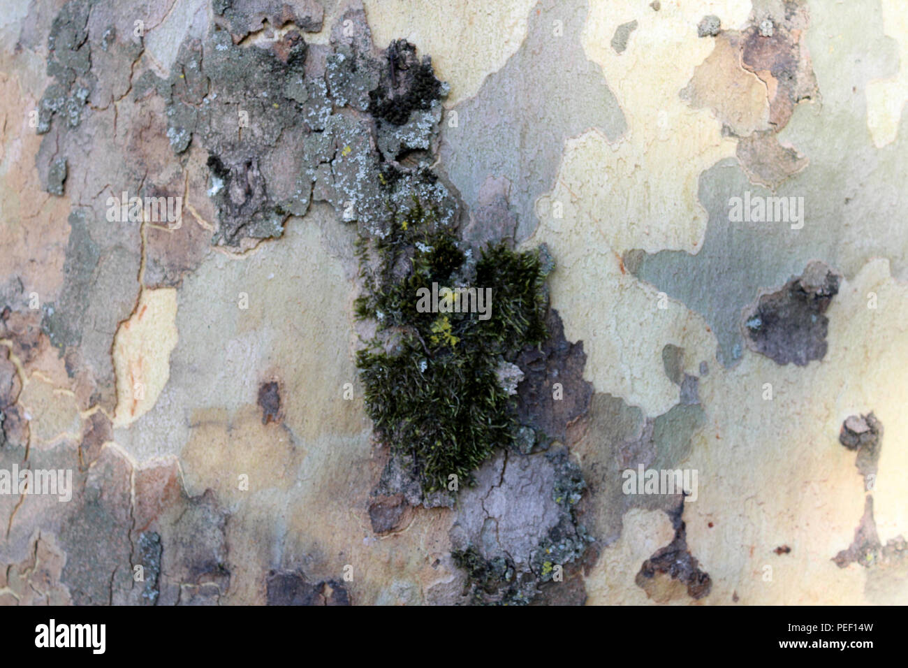 green bark texture the tree trunk in vibrant green forest Close up of ...