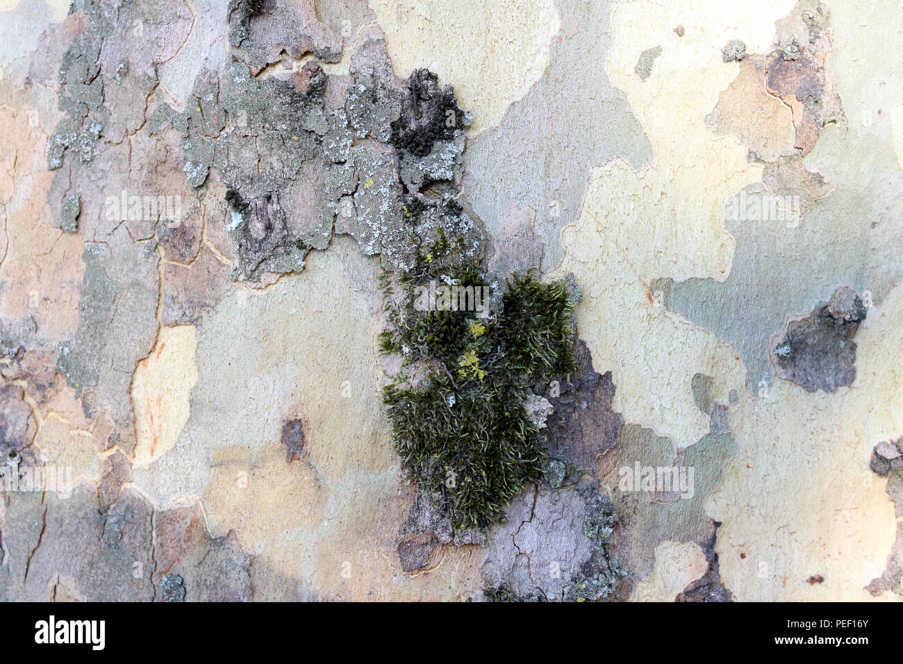 green bark texture the tree trunk in vibrant green forest Close up of ...