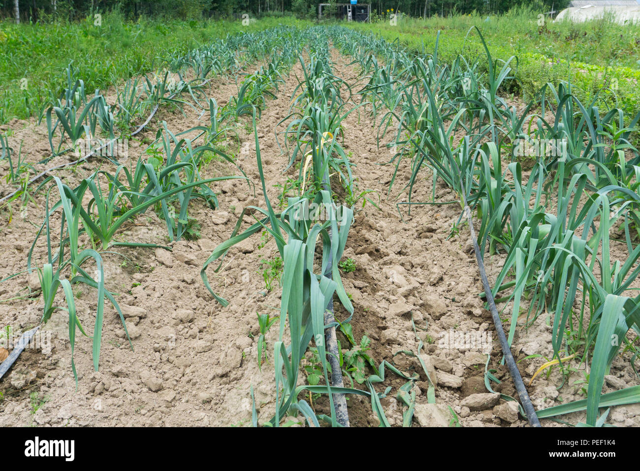 Field with rows of cultivated young leek plants in summer day. The ...
