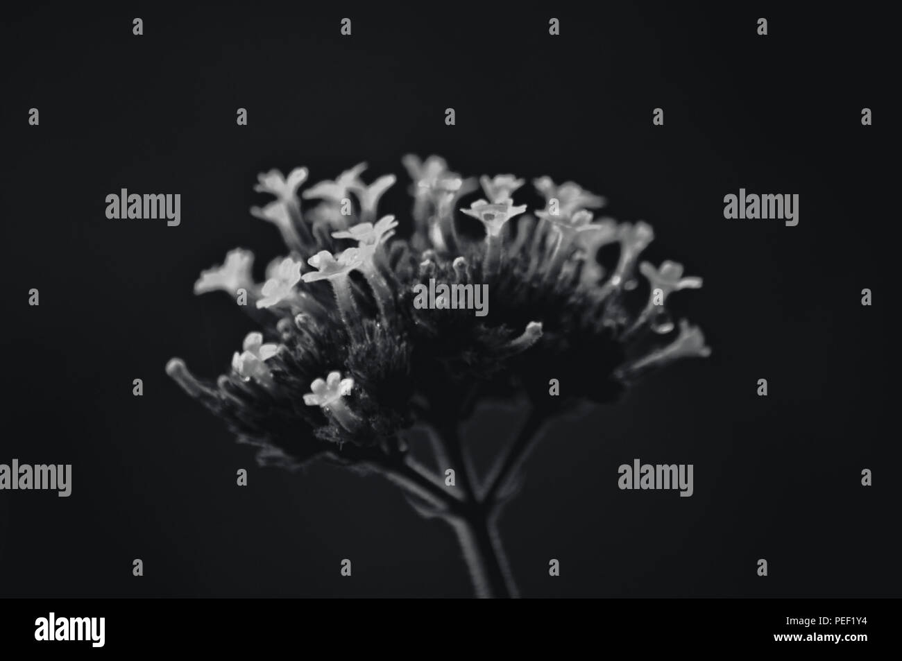 matte B&W Twisting Flower Stock Photo - Alamy