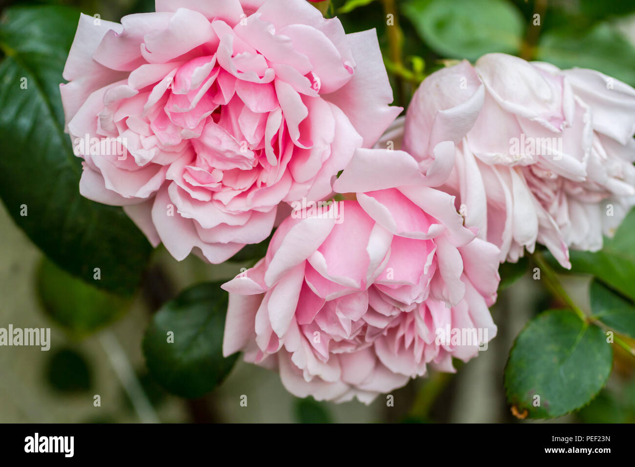 Pale pink roses close up hi-res stock photography and images - Alamy