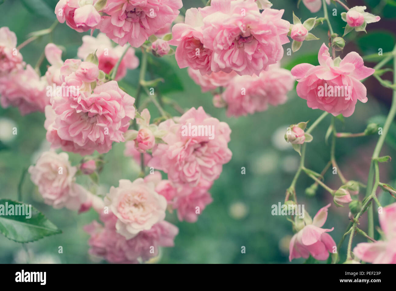Pale pink roses close up in the garden Stock Photo - Alamy