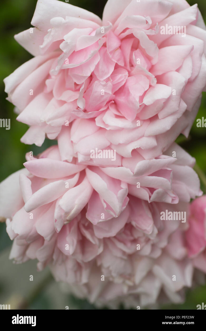 Pale pink roses close up in the garden Stock Photo - Alamy