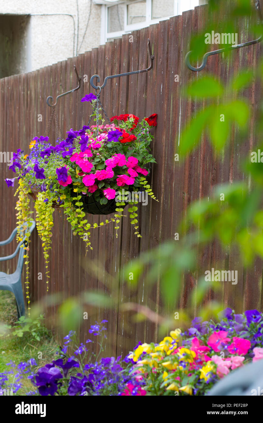 Busy lizzy hi-res stock photography and images - Alamy