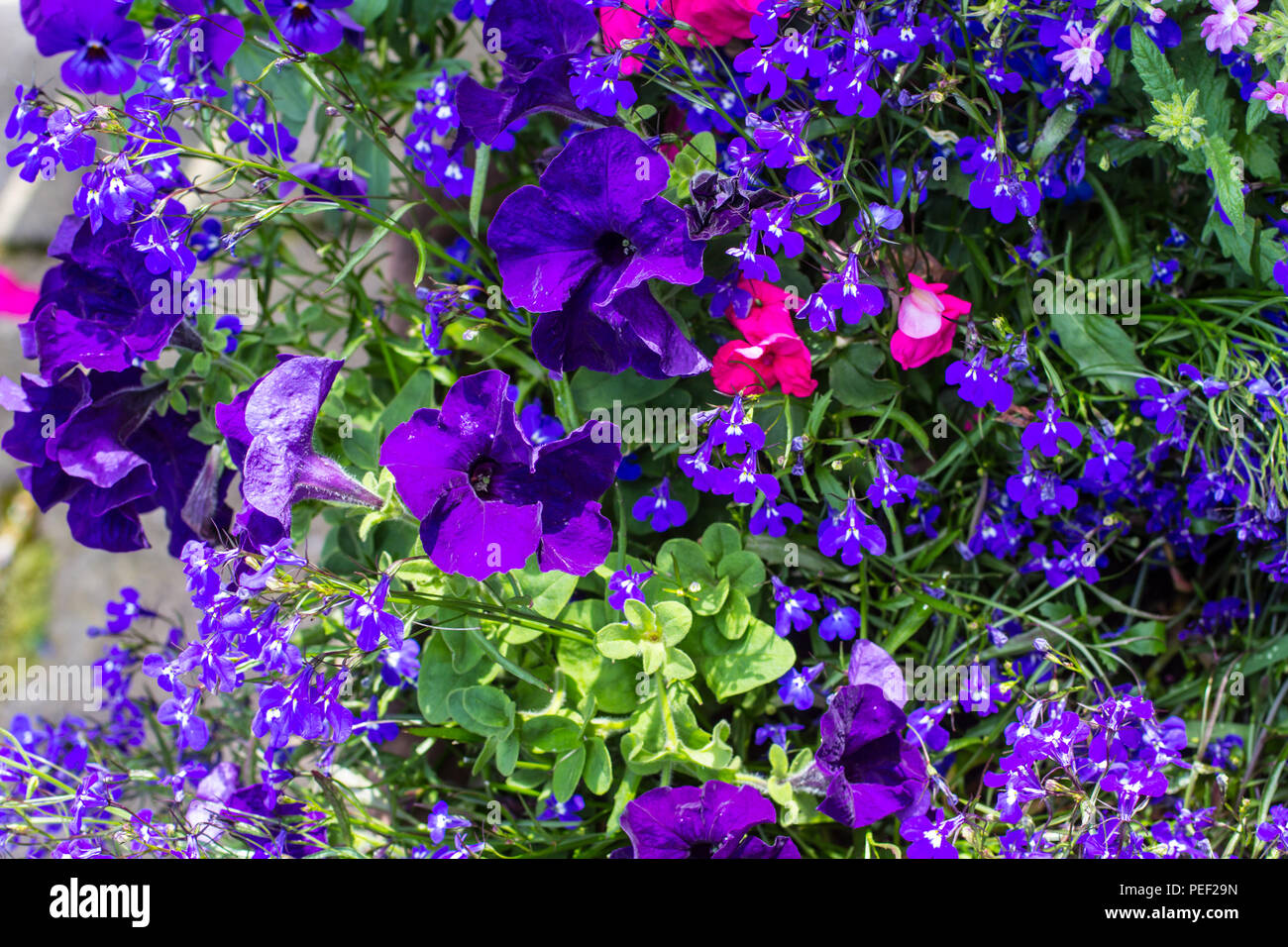 Lobielia hi-res stock photography and images - Alamy