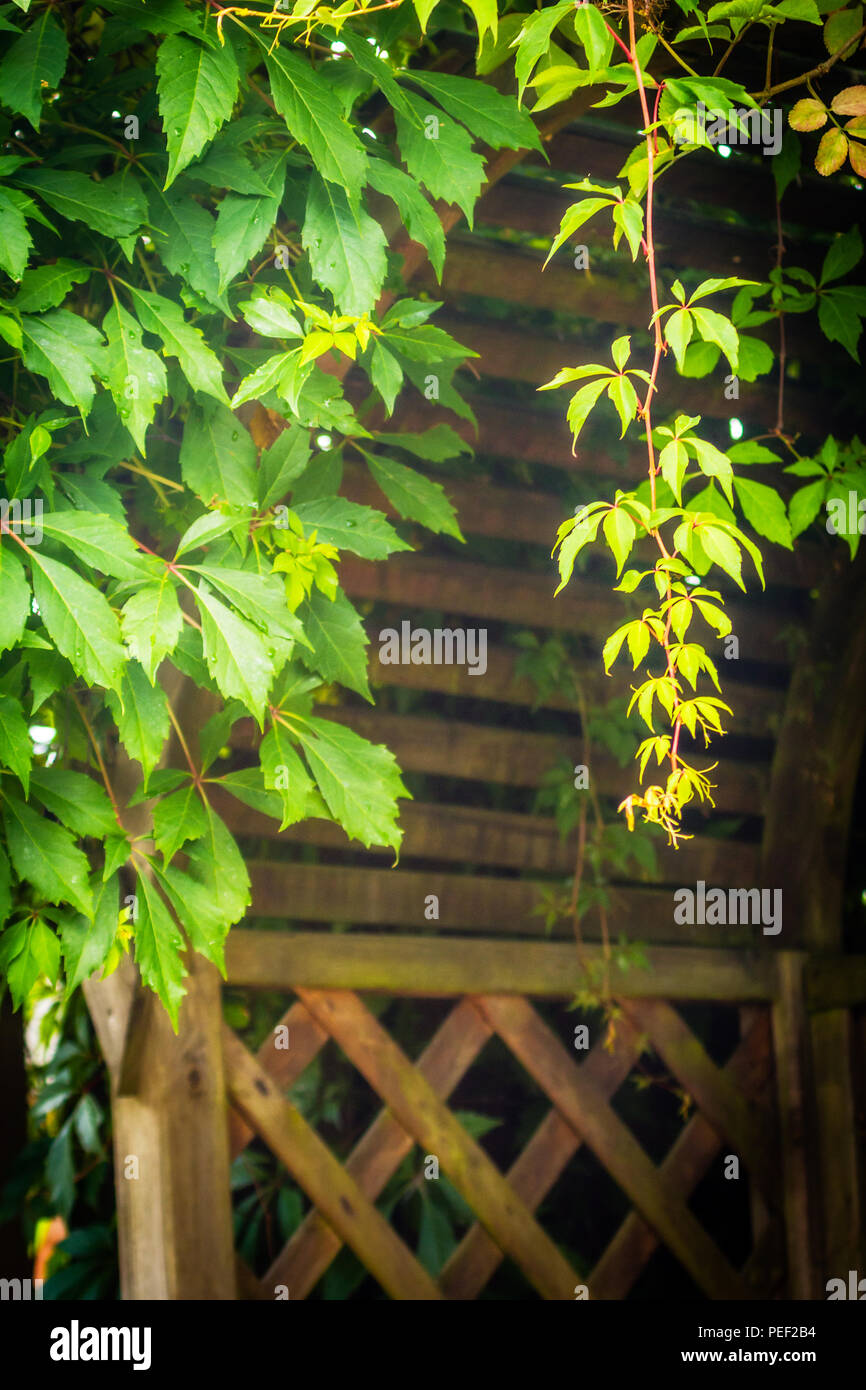 Trailis hi-res stock photography and images - Alamy