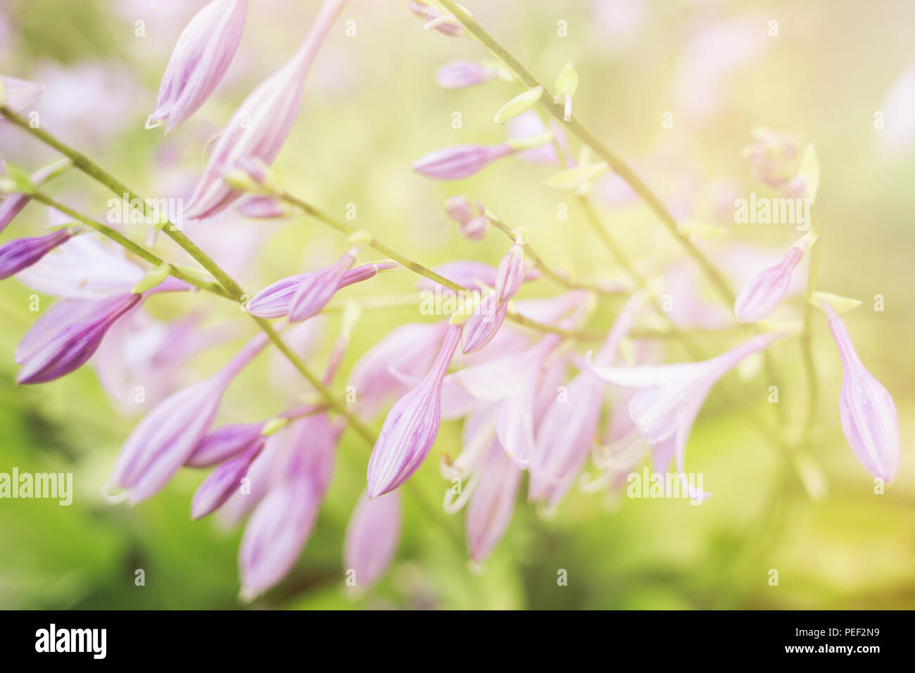 Purple hosta hi-res stock photography and images - Alamy