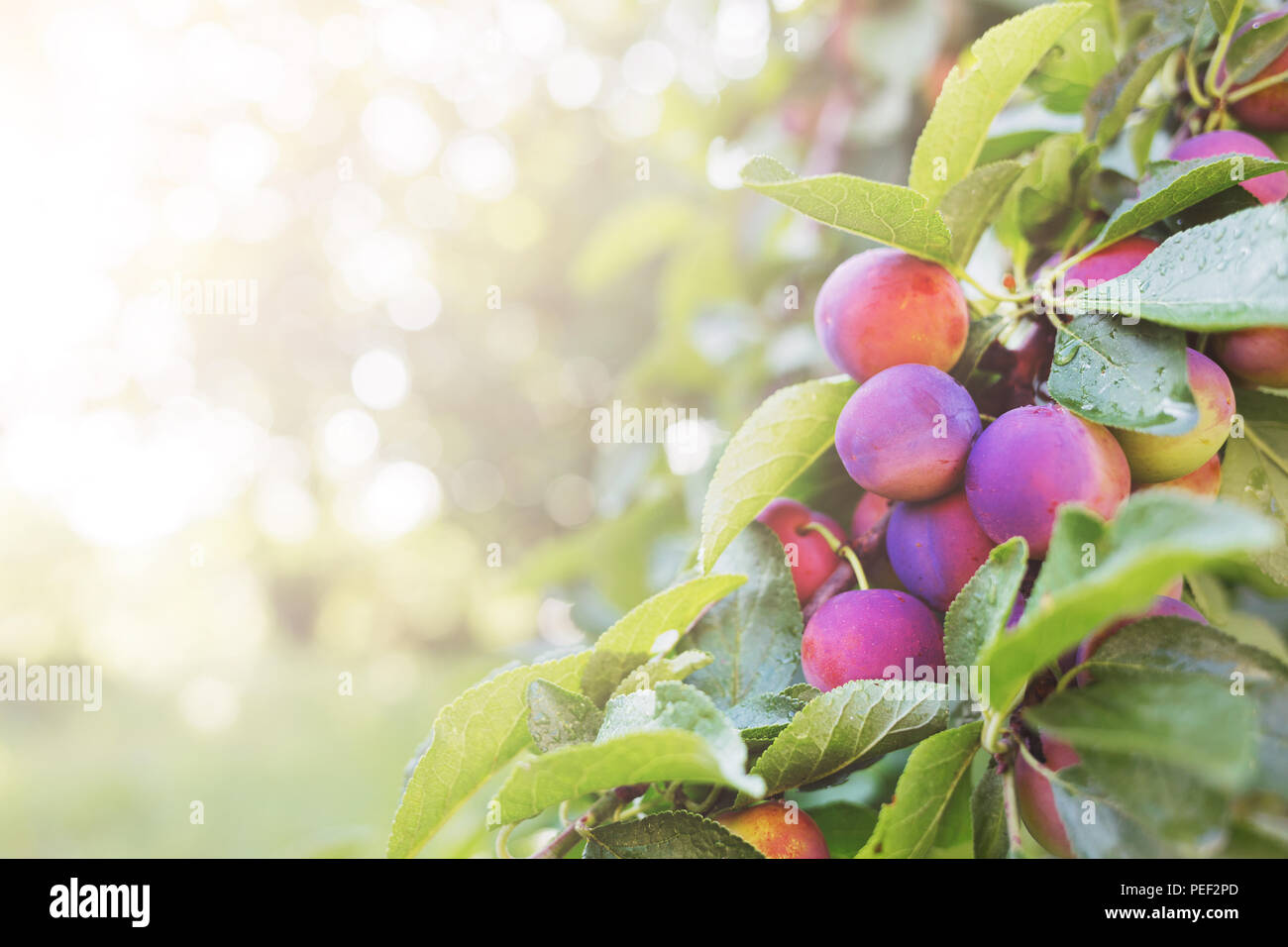 Objects hanging in tree branch hi-res stock photography and images - Alamy