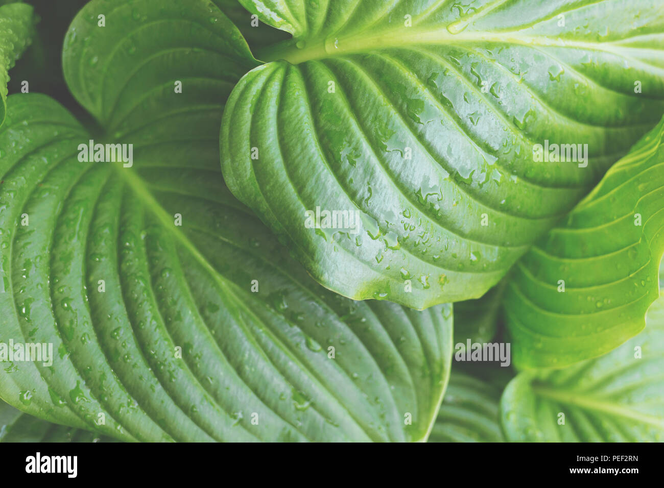 Hosta texture hi-res stock photography and images - Alamy