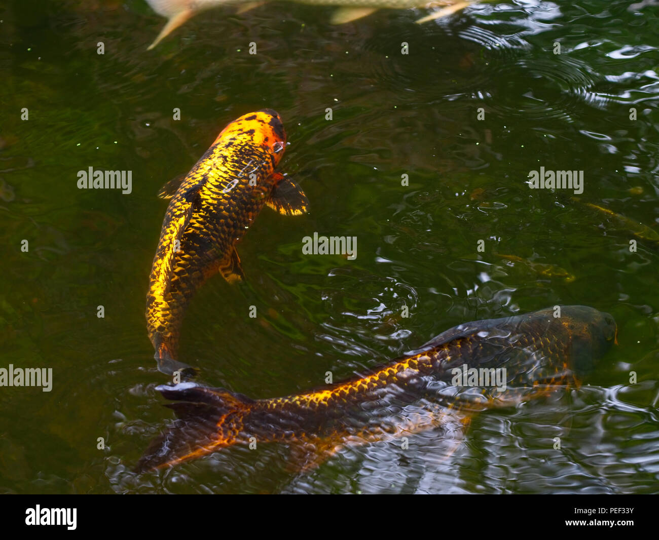 Golden color Japanese Koi carp swimming in a pond of traditional ...