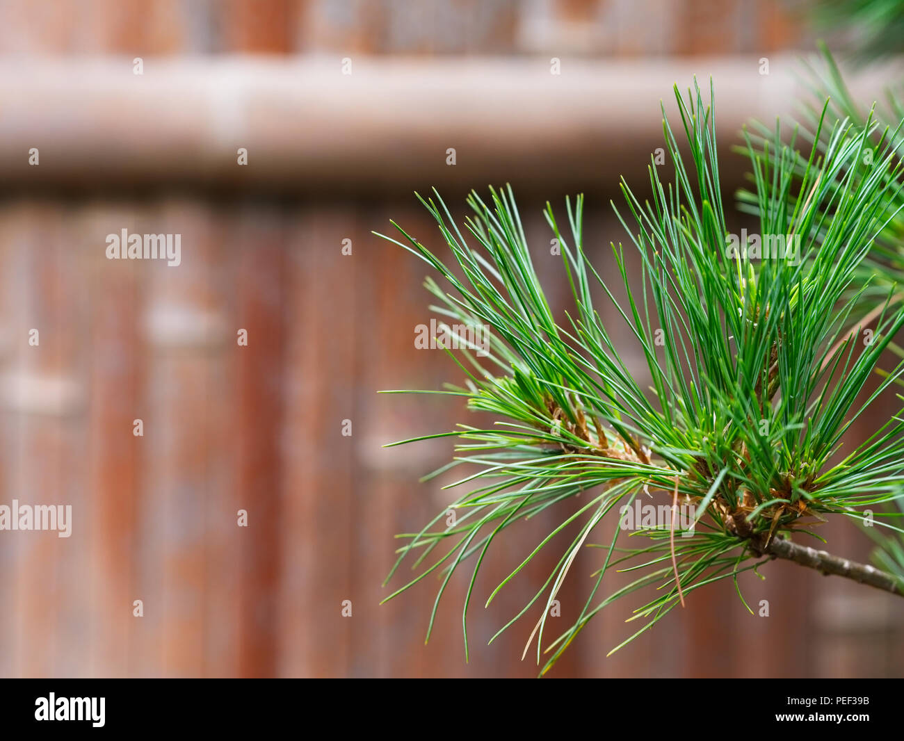 Japanese black pine bonsai tree hi-res stock photography and images - Alamy