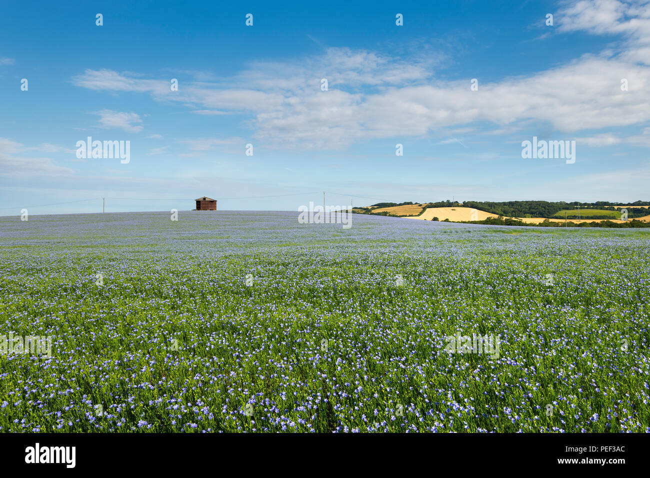 A barn surrounded by fields of blue flaxseed or linseed in the Kent ...
