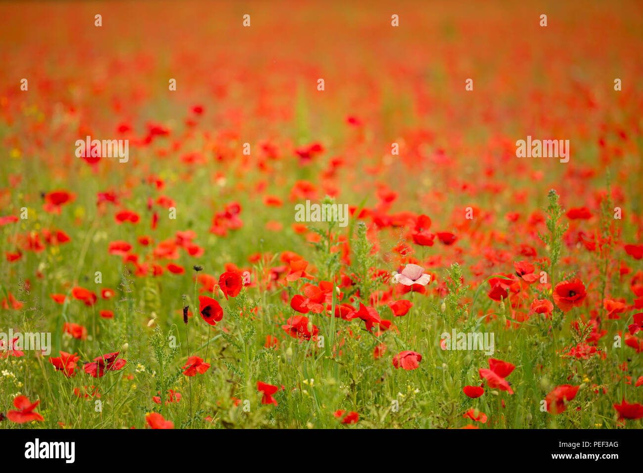 Flanders fields and poppies hi-res stock photography and images - Alamy
