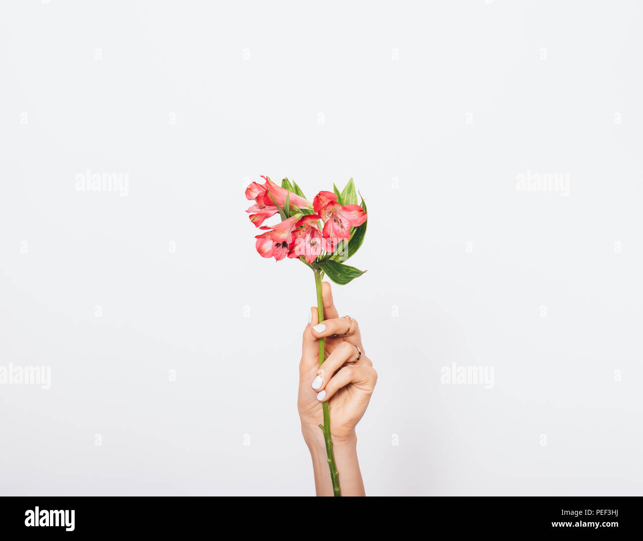 Female hand with rings on fingers and white manicure holding pink ...