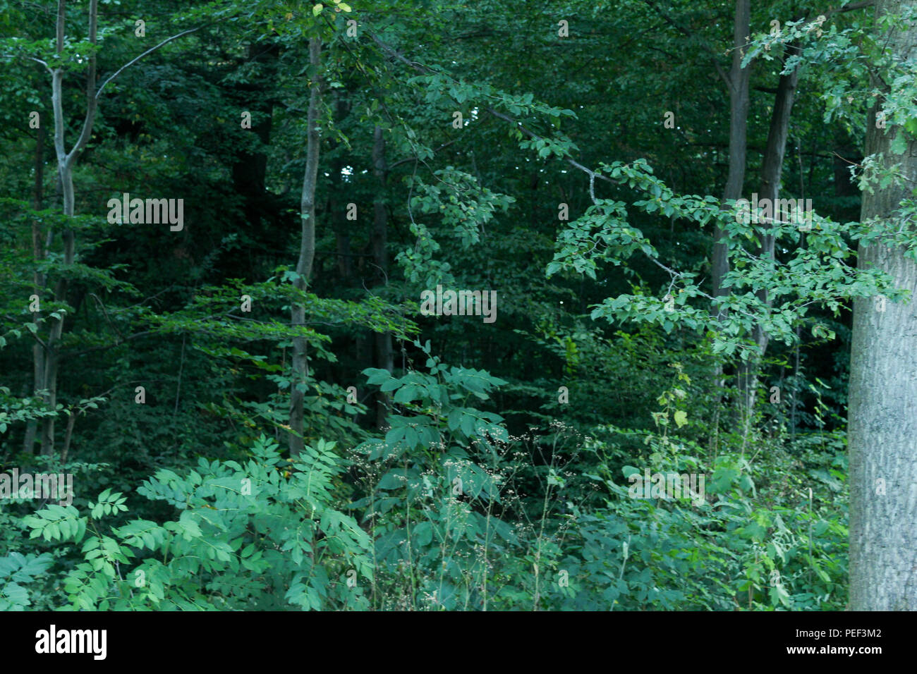 Germany Stuttgart city jungle on the hills and mountains Lush Tropical ...