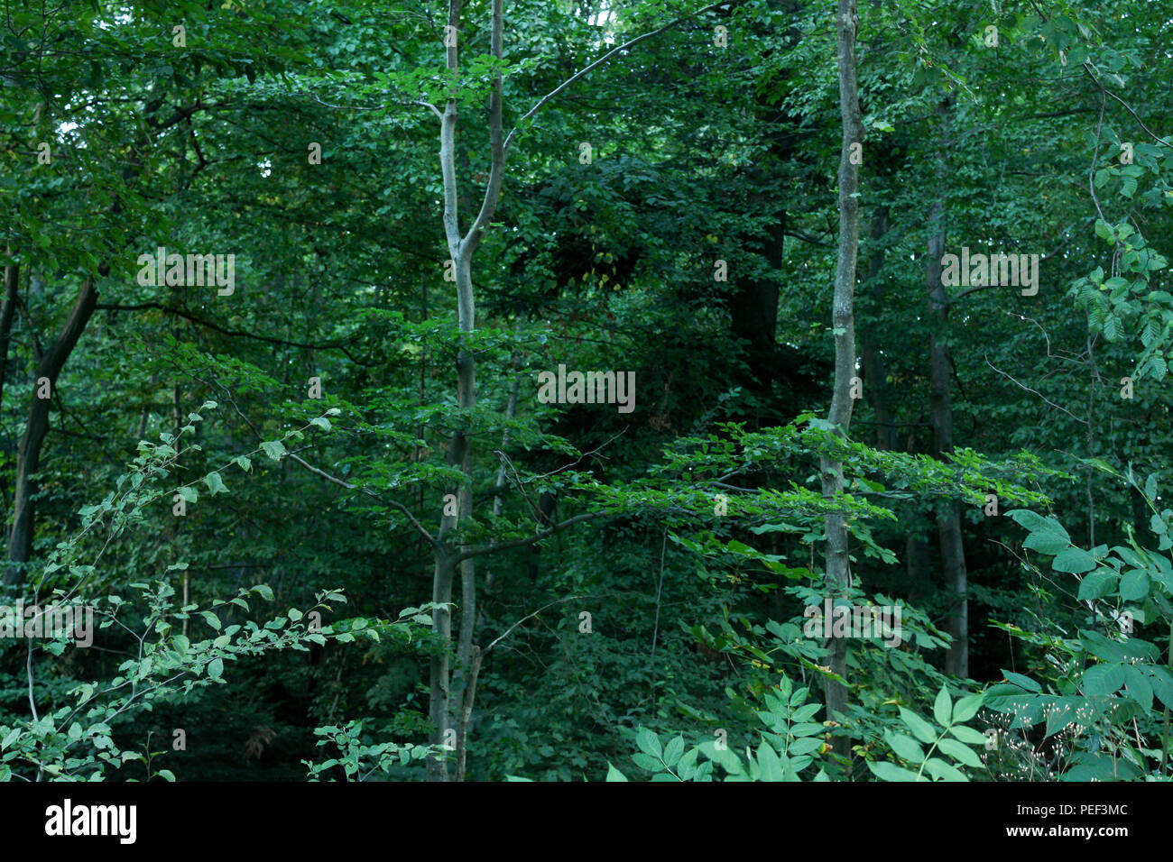 Germany Stuttgart city jungle on the hills and mountains Lush Tropical ...