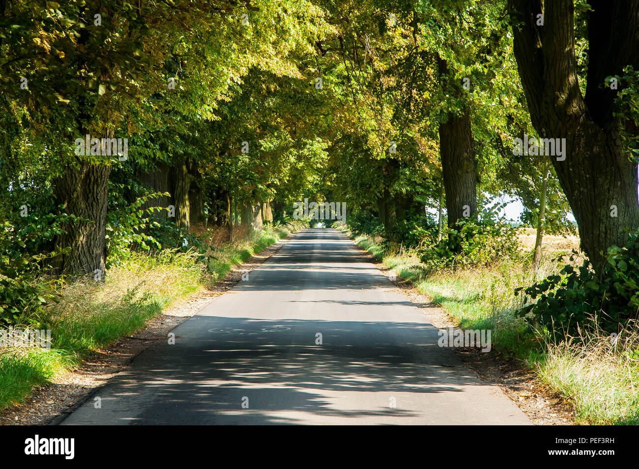 old roadside trees Stock Photo - Alamy