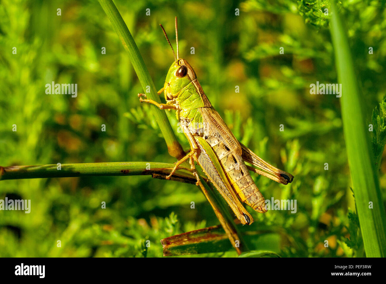 Grasshopper armor hi-res stock photography and images - Alamy