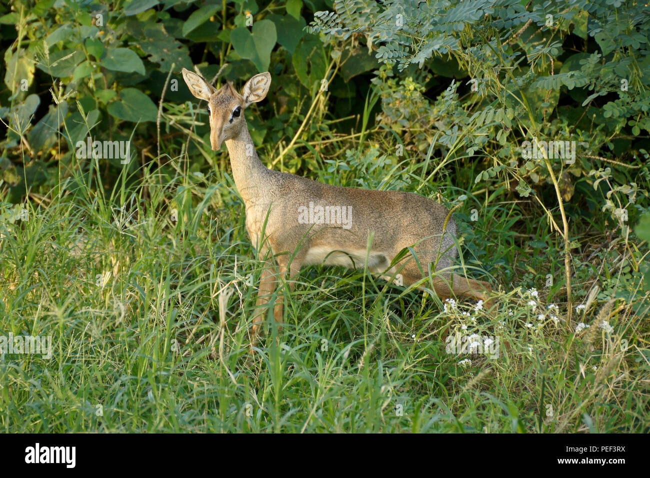 Female Kirk's dikdik (dik-dik) in lush green vegetation, Samburu Game ...