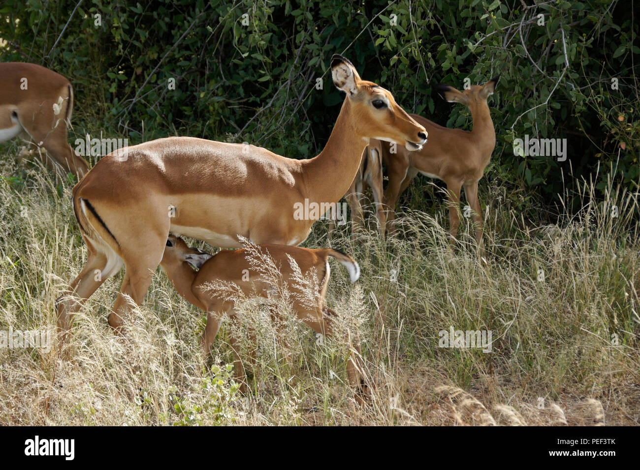 Female impalas with young, including nursing baby, Samburu Game Reserve ...