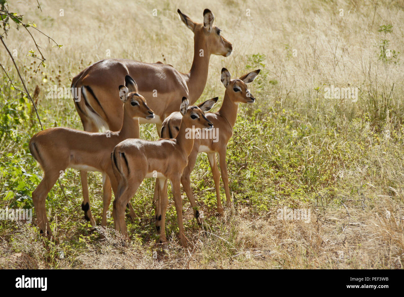 Female impala with young impalas, Samburu Game Reserve, Kenya Stock ...