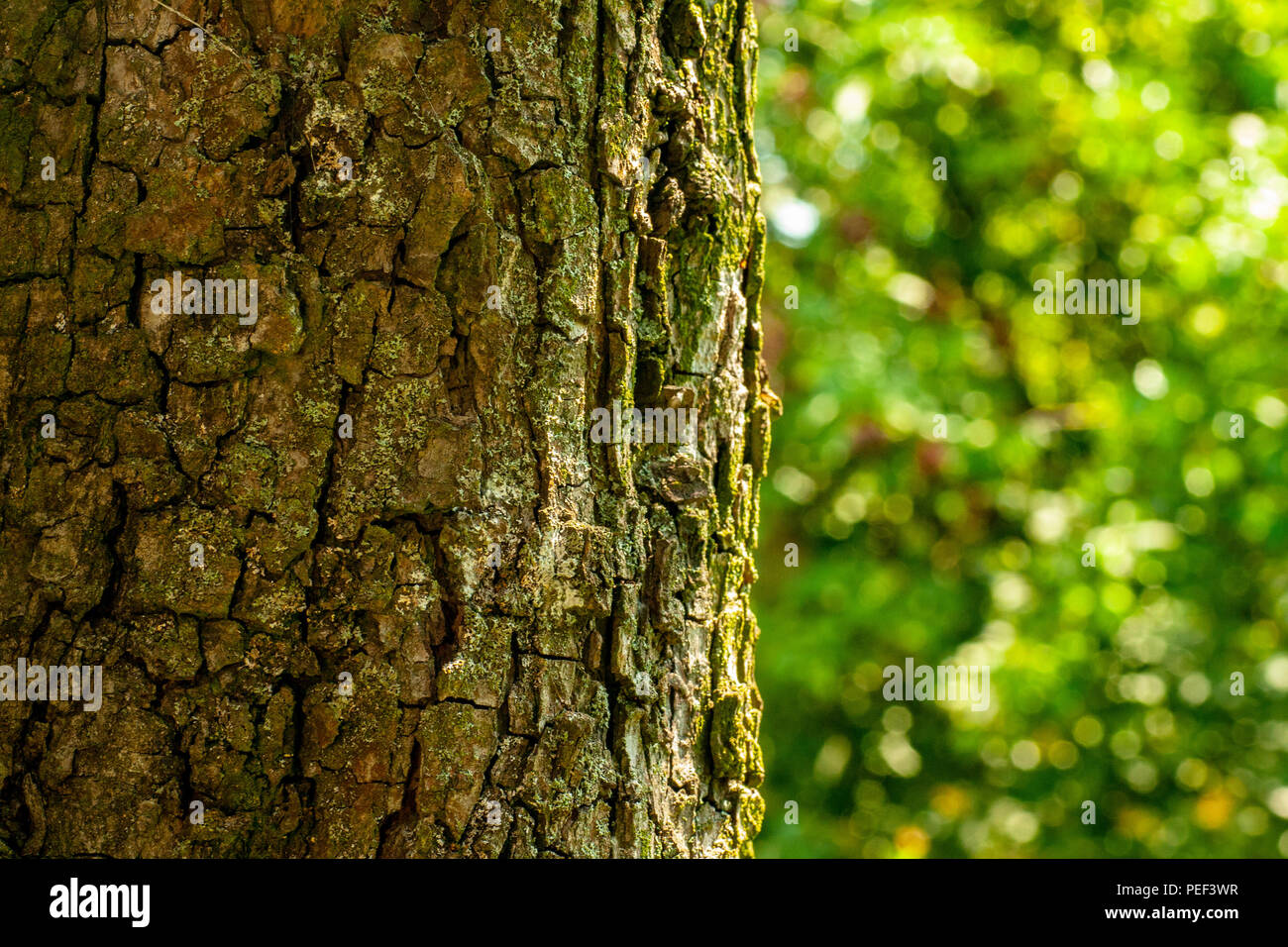 stock of an old tree Stock Photo - Alamy