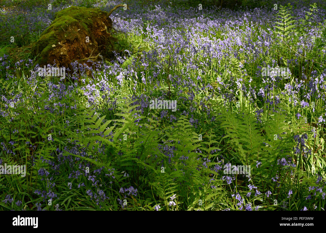 Bluebells in Micheldever Wood in Hampshire, England Stock Photo - Alamy