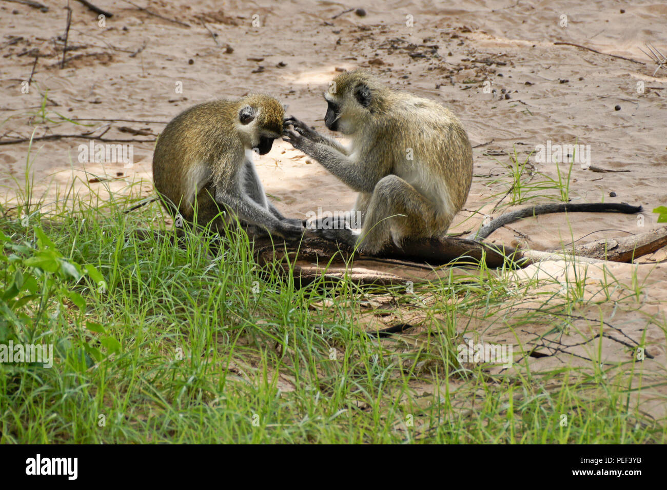 Black-faced vervet monkeys grooming each other, Samburu Game Reserve ...