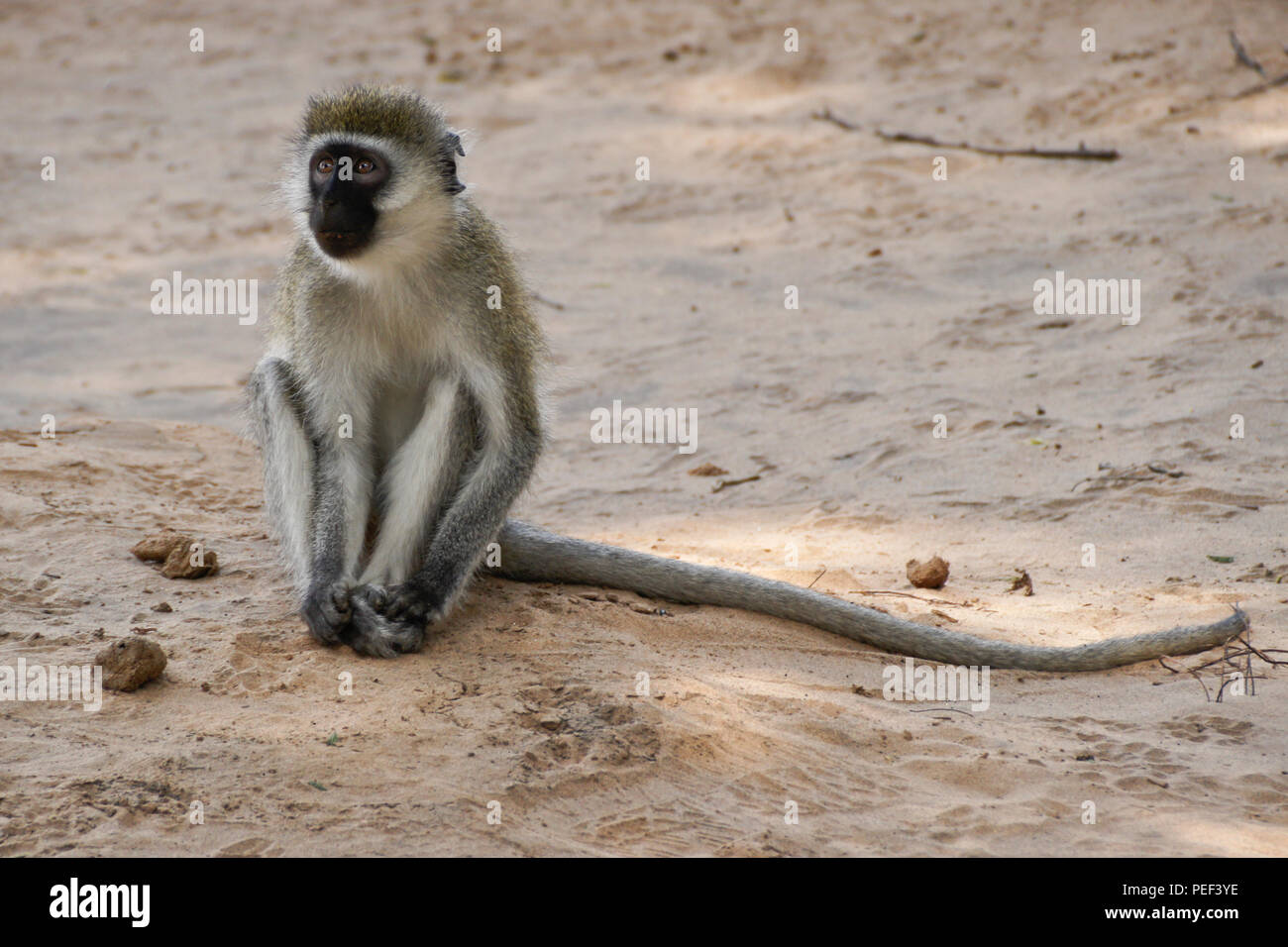 Ear to the ground hi-res stock photography and images - Alamy