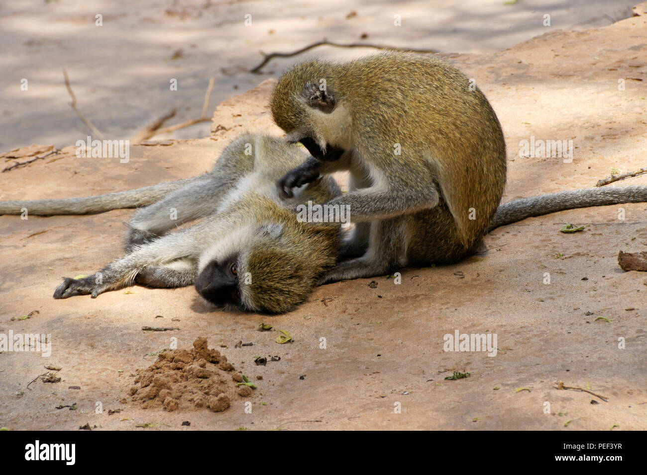 Black-faced vervet monkeys grooming each other, Samburu Game Reserve ...