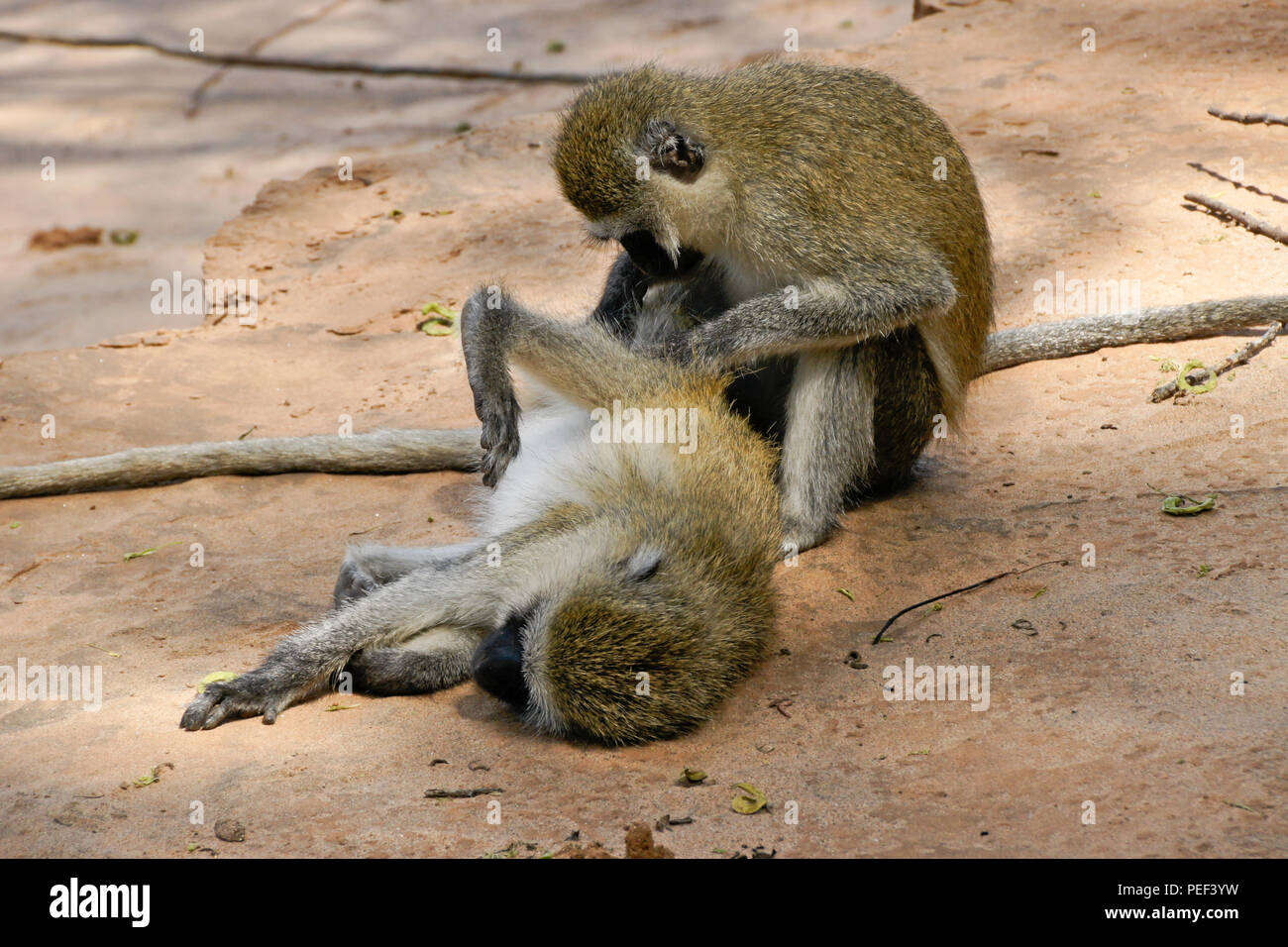 Black-faced vervet monkeys grooming each other, Samburu Game Reserve ...