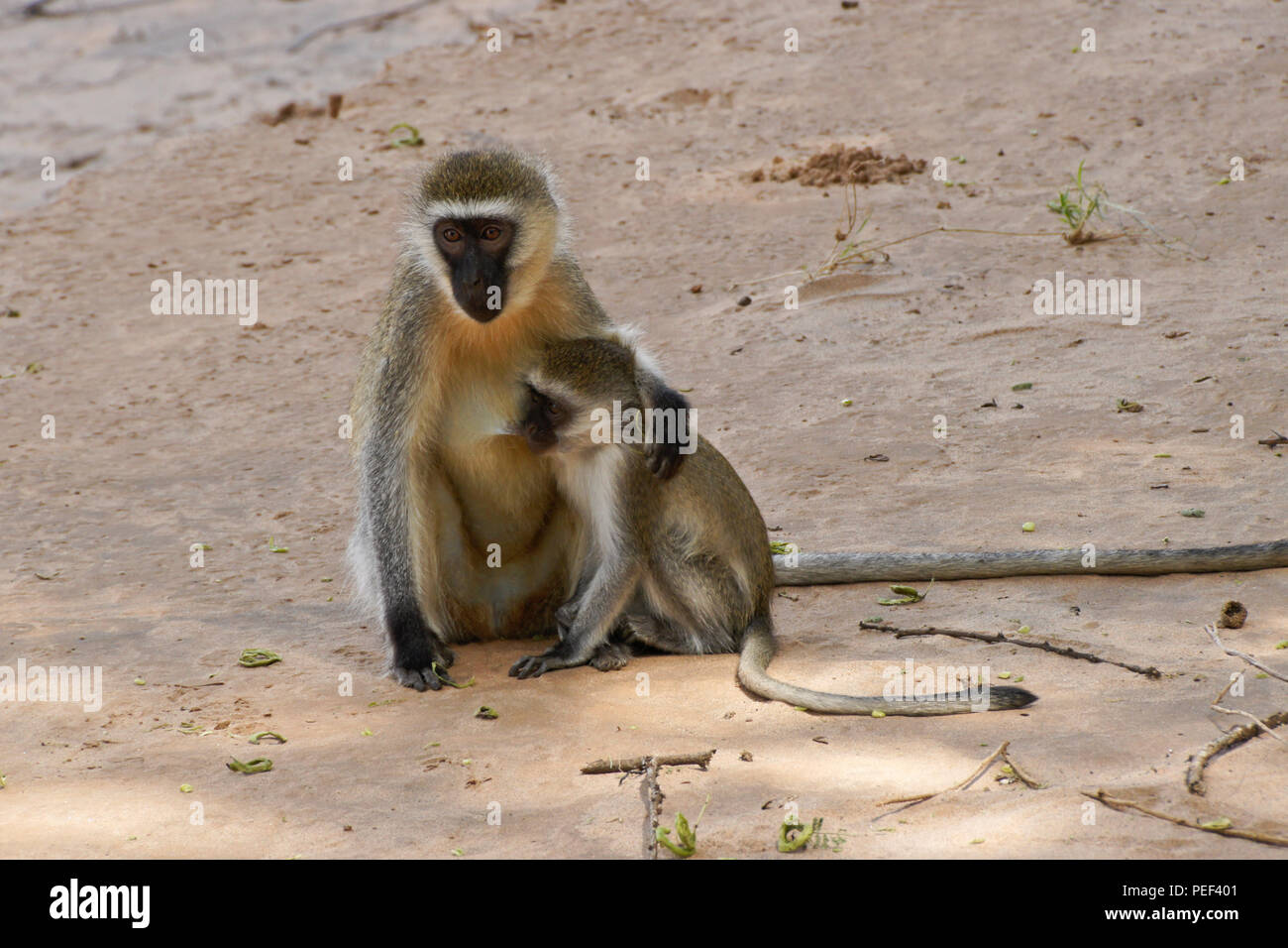 Female black-faced vervet monkey with nursing baby, sitting on sandy ...